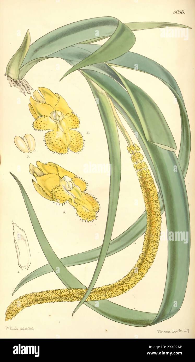 Reproductive feature hi-res stock photography and images - Alamy