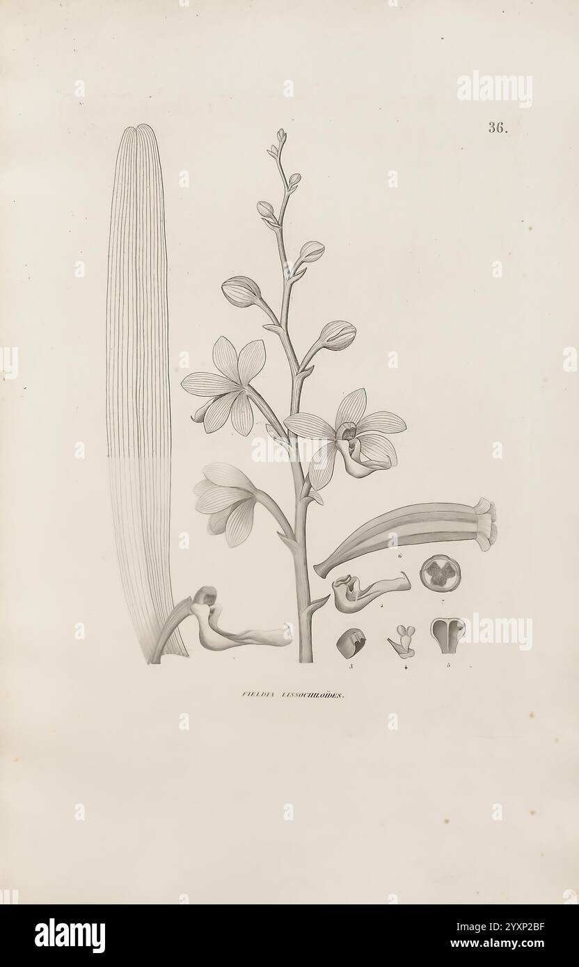 Reproductive structures provide hi-res stock photography and images - Alamy