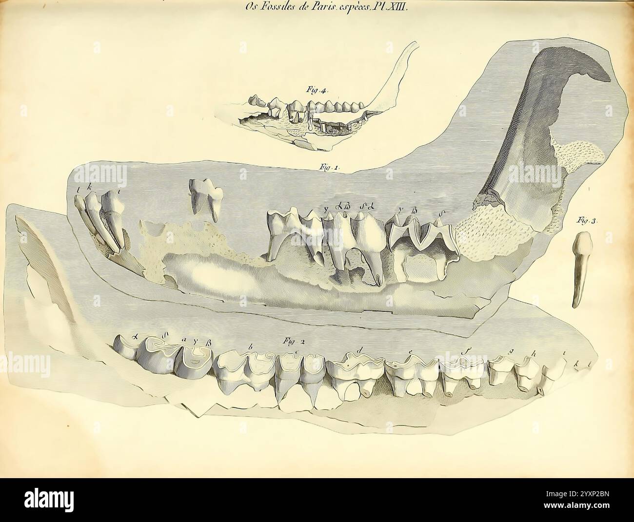 Highlighting various dental structures hi-res stock photography and ...