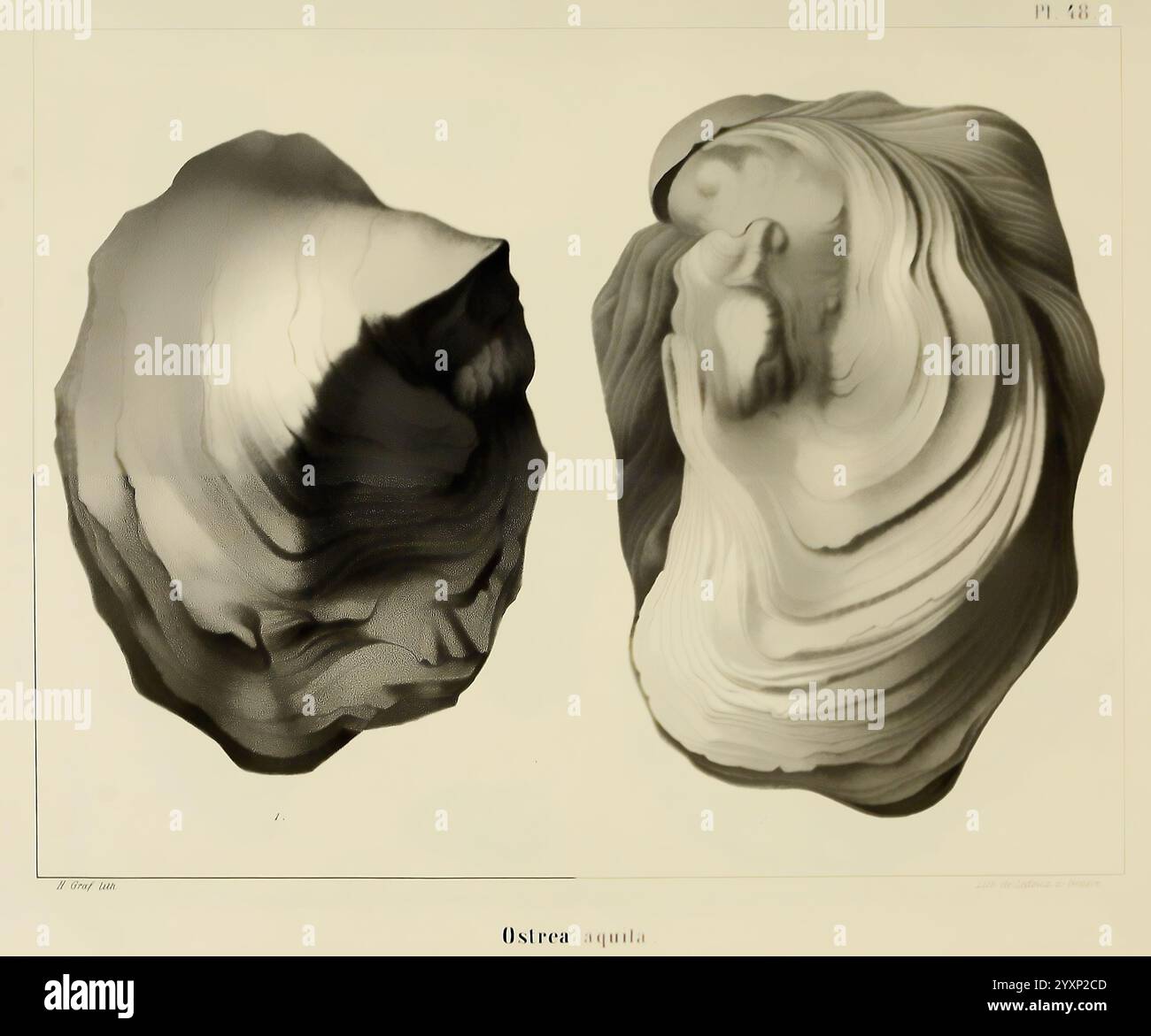 Illustration features two distinct oyster shells hi-res stock ...