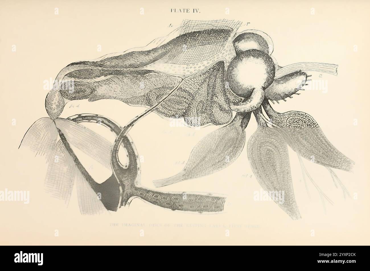 Detailed anatomical diagram highlighting hi-res stock photography and ...