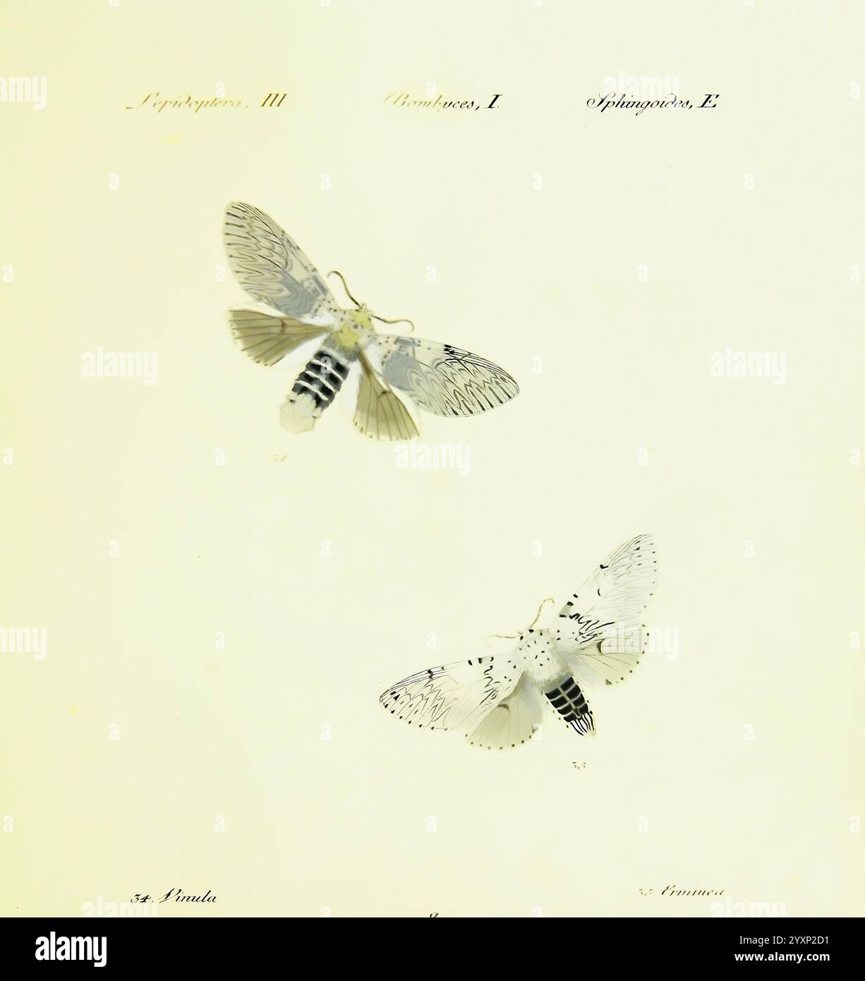 Hübner's, Papilio, S.l, S.n, 1796-1841, Lepidoptera, This illustrated ...