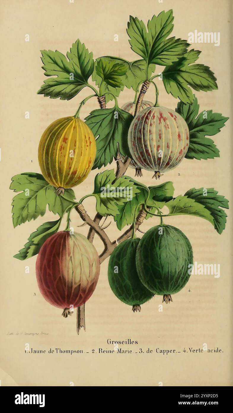 Botanical labels hint hi-res stock photography and images - Alamy