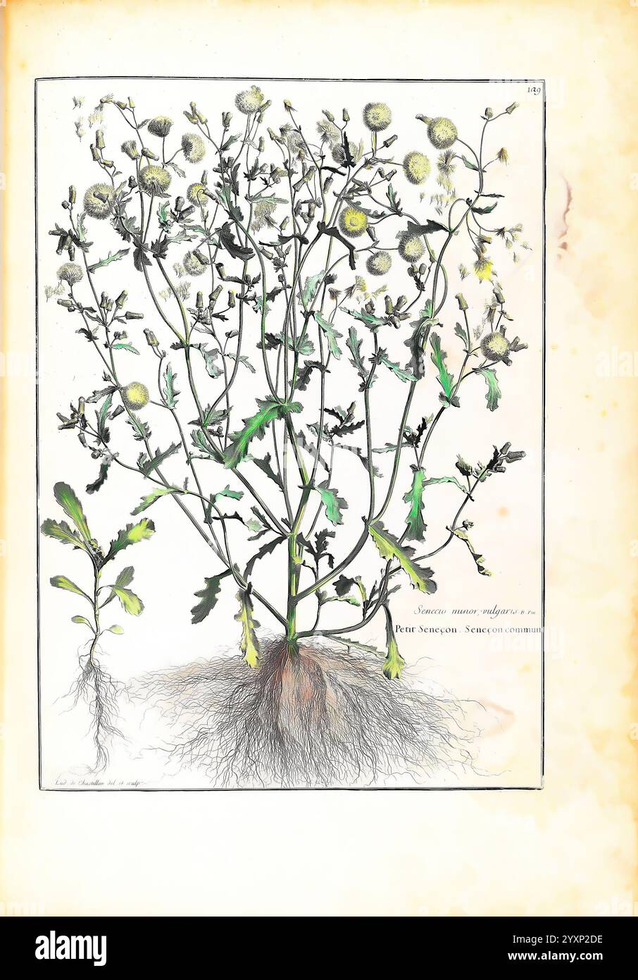 Intricate root system illustrated hi-res stock photography and images ...