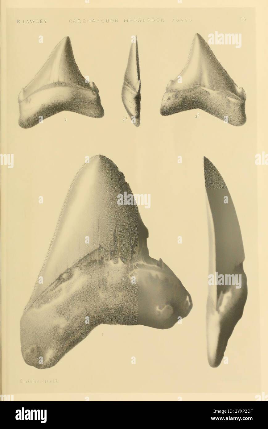Tooths structure hi-res stock photography and images - Alamy