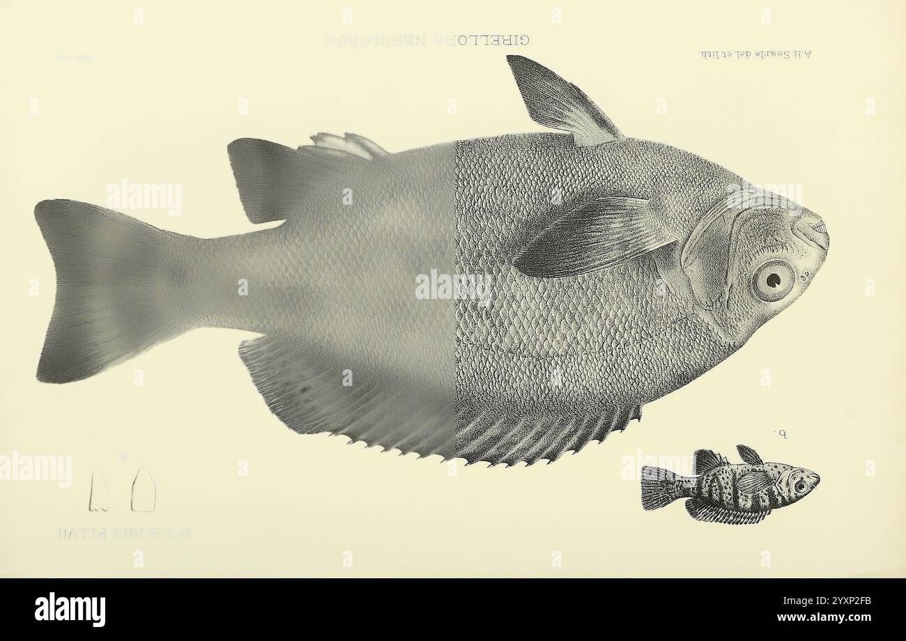 Intricate fin structures hi-res stock photography and images - Alamy