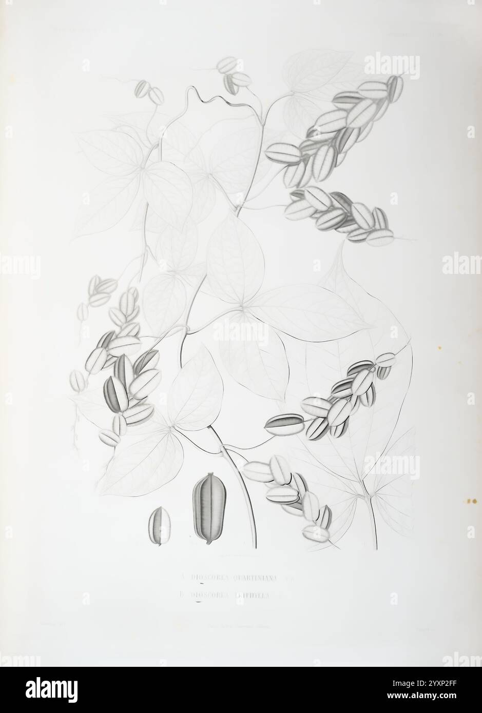 Tentamen, florae, Abyssinicae, Parisiis, Arthus Bertrand, 1847-1851 ...