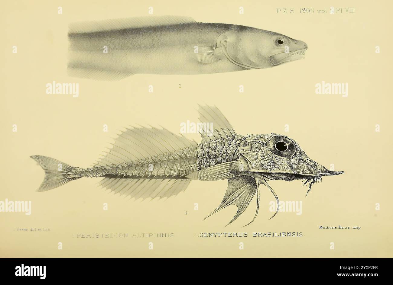 Proceedings of the Zoological Society of London, London, Academic Press ...