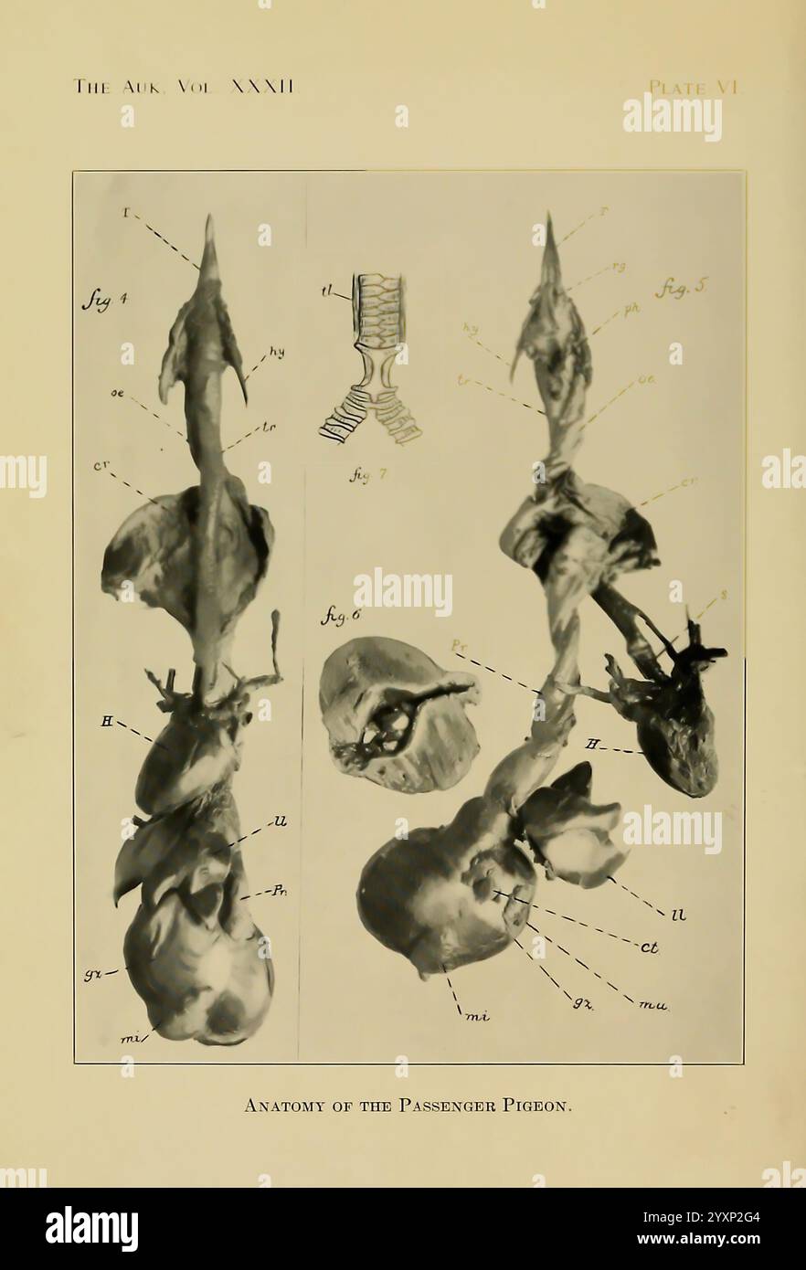 The Auk Washington, D.C. American Ornithologists' Union 1884- birds ...