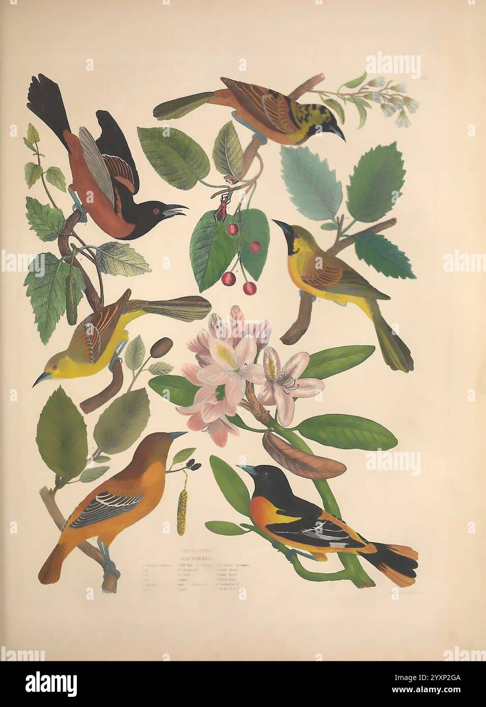 Vibrant array of birds hi-res stock photography and images - Alamy