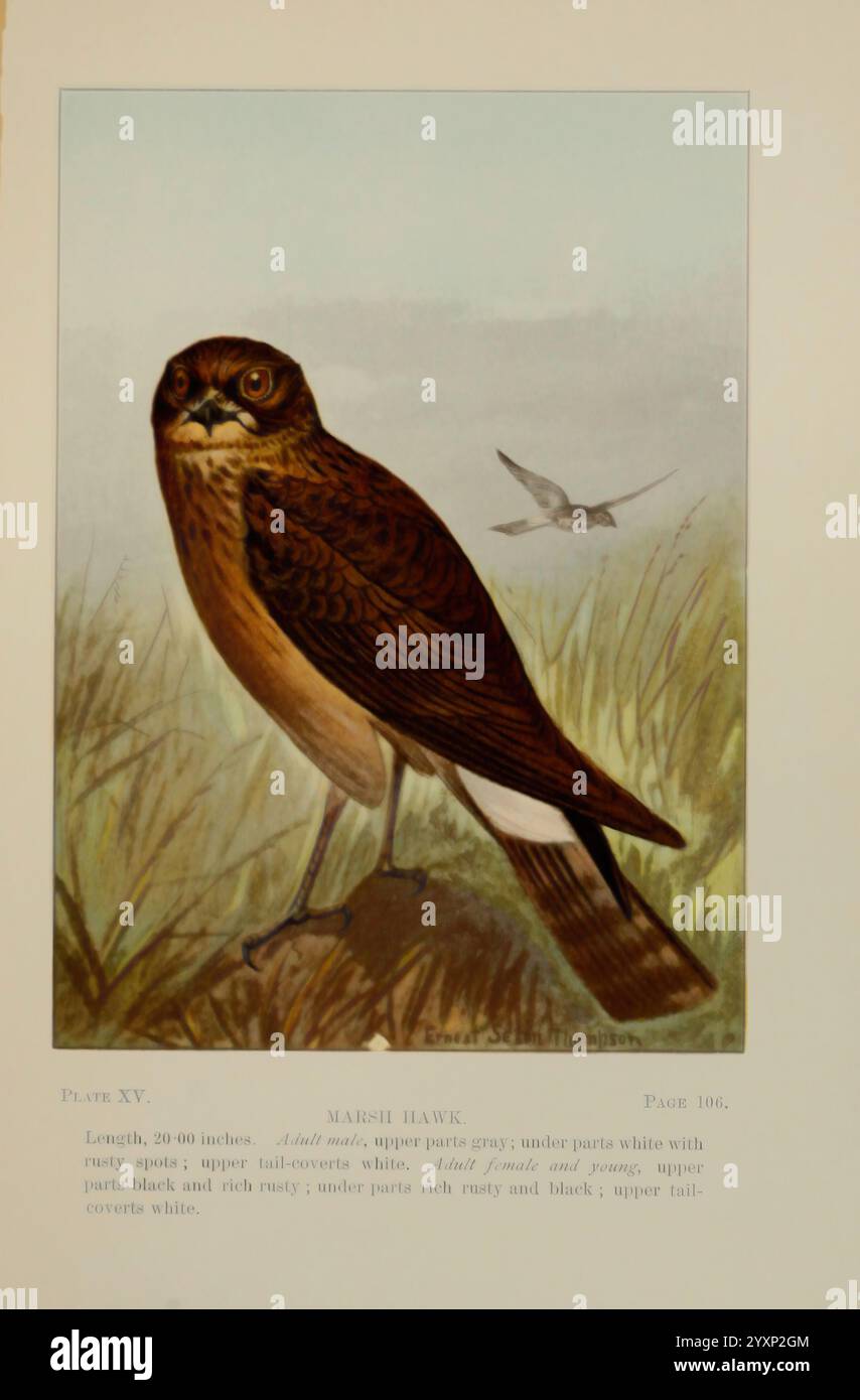 Bird-life, A guide to the study of our common birds, New York, Appleton ...