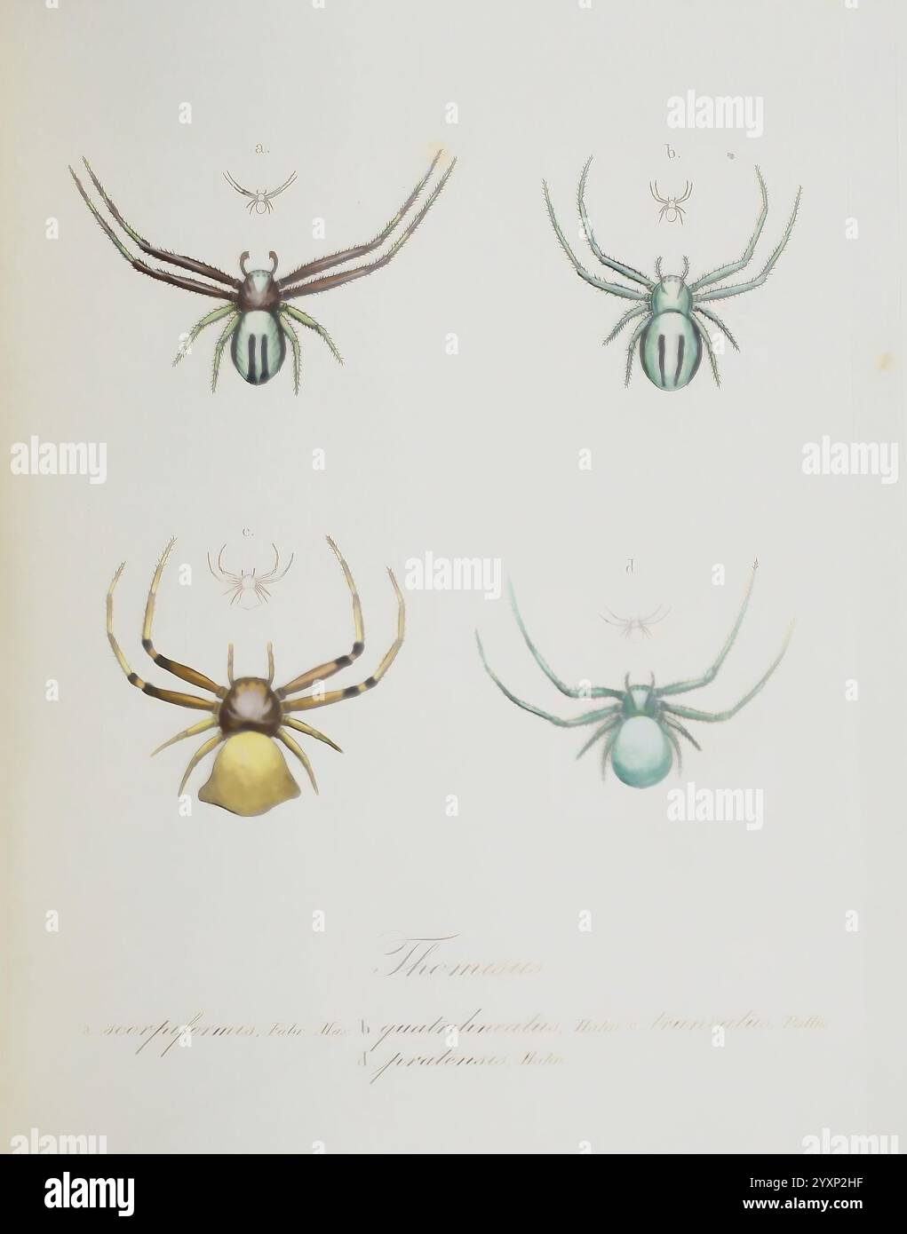 Identification within arachnology hi-res stock photography and images ...