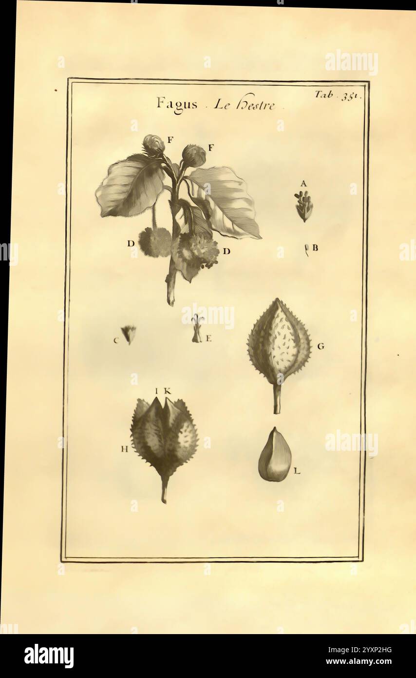 Unique spiky husks hi-res stock photography and images - Alamy