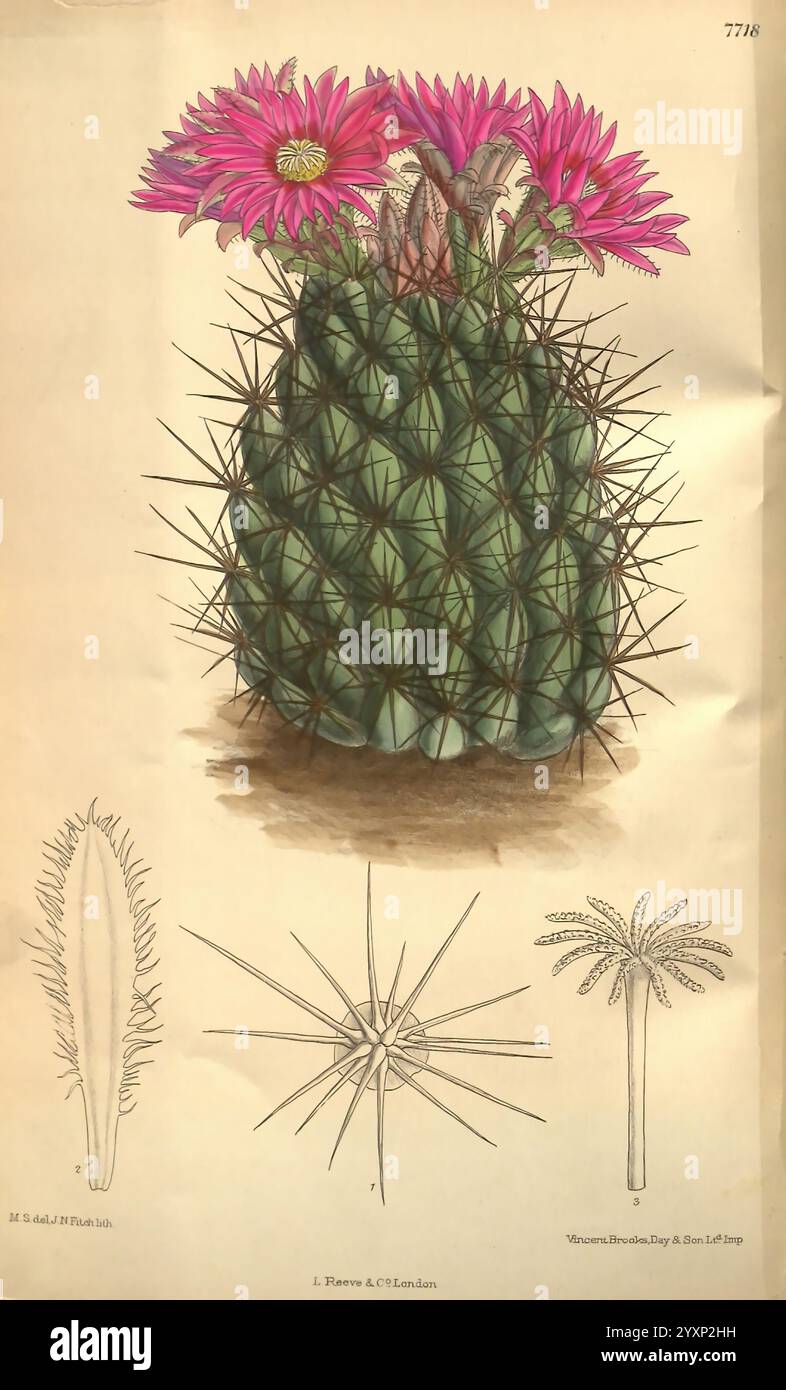 Cactuss green body hi-res stock photography and images - Alamy
