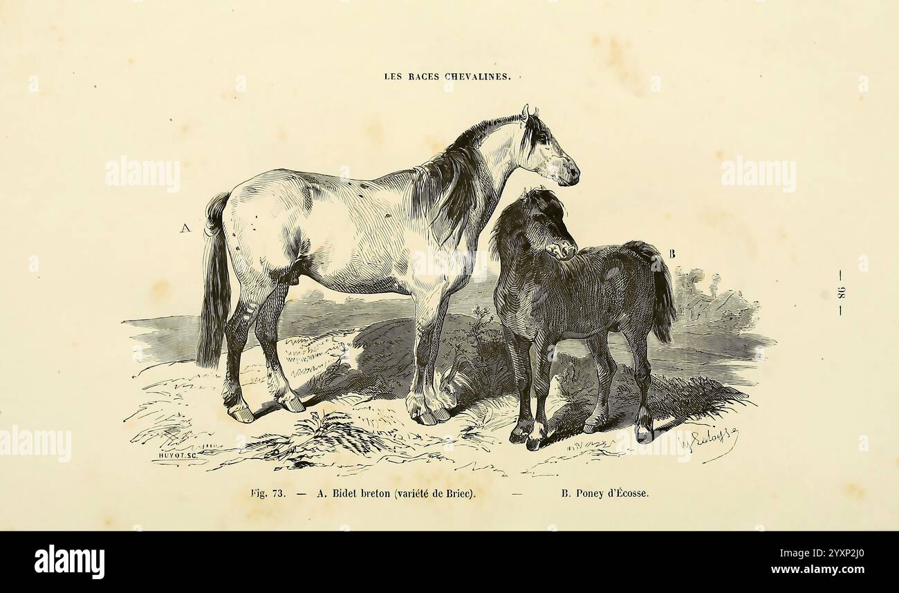 La connaissance générale du cheval, atlas, Paris, Didot, 1861, horses ...