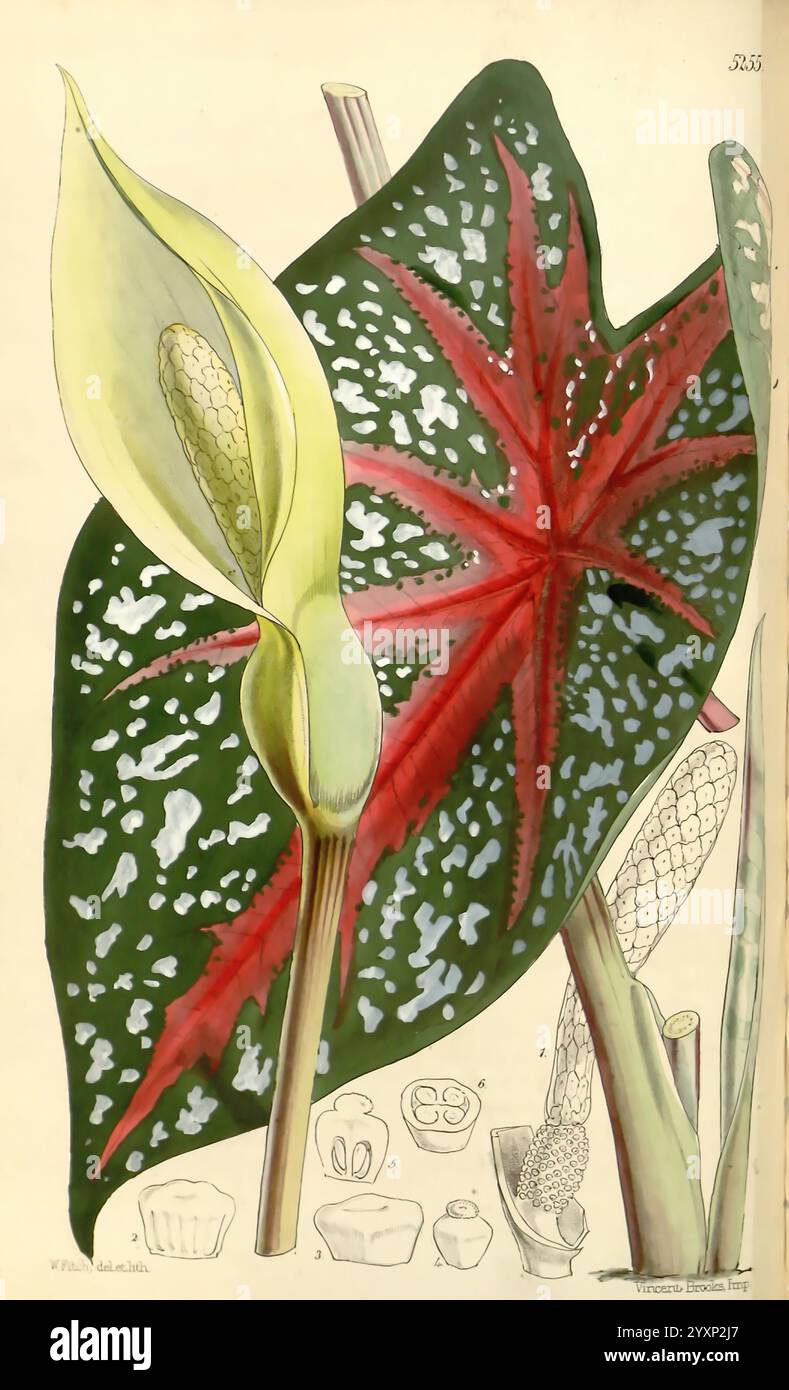 Prominent leaf displays hi-res stock photography and images - Alamy