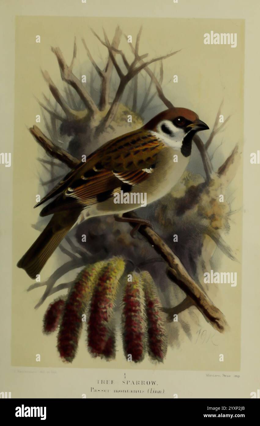 Coloured figures of the birds of the British Islands, issued by Lord ...