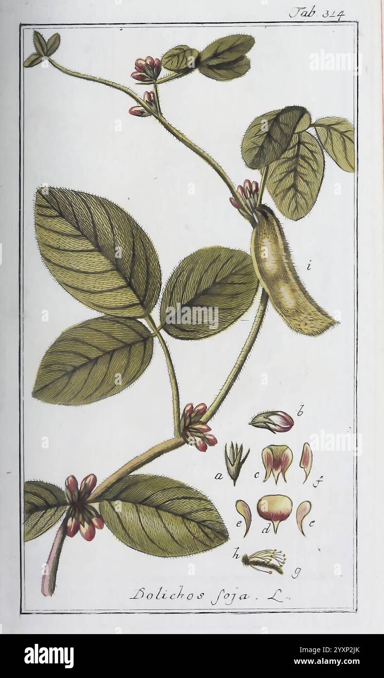 Several flower stages hi-res stock photography and images - Alamy