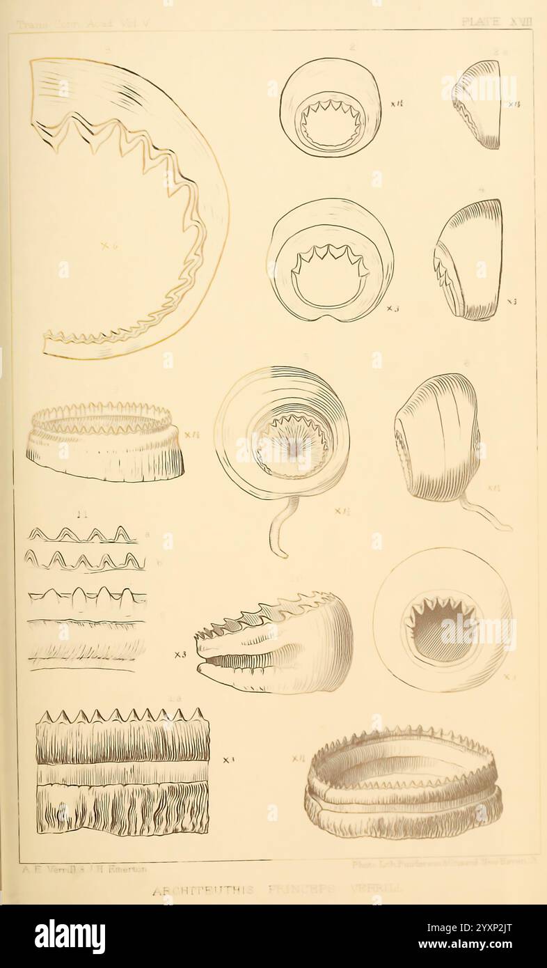 Dentition variations hi-res stock photography and images - Alamy