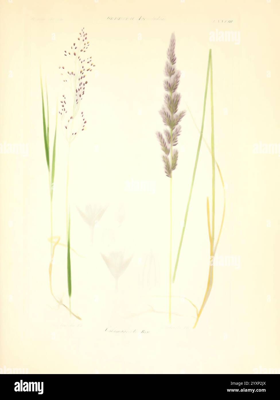 Tall long upright flowering spikes hi-res stock photography and images ...