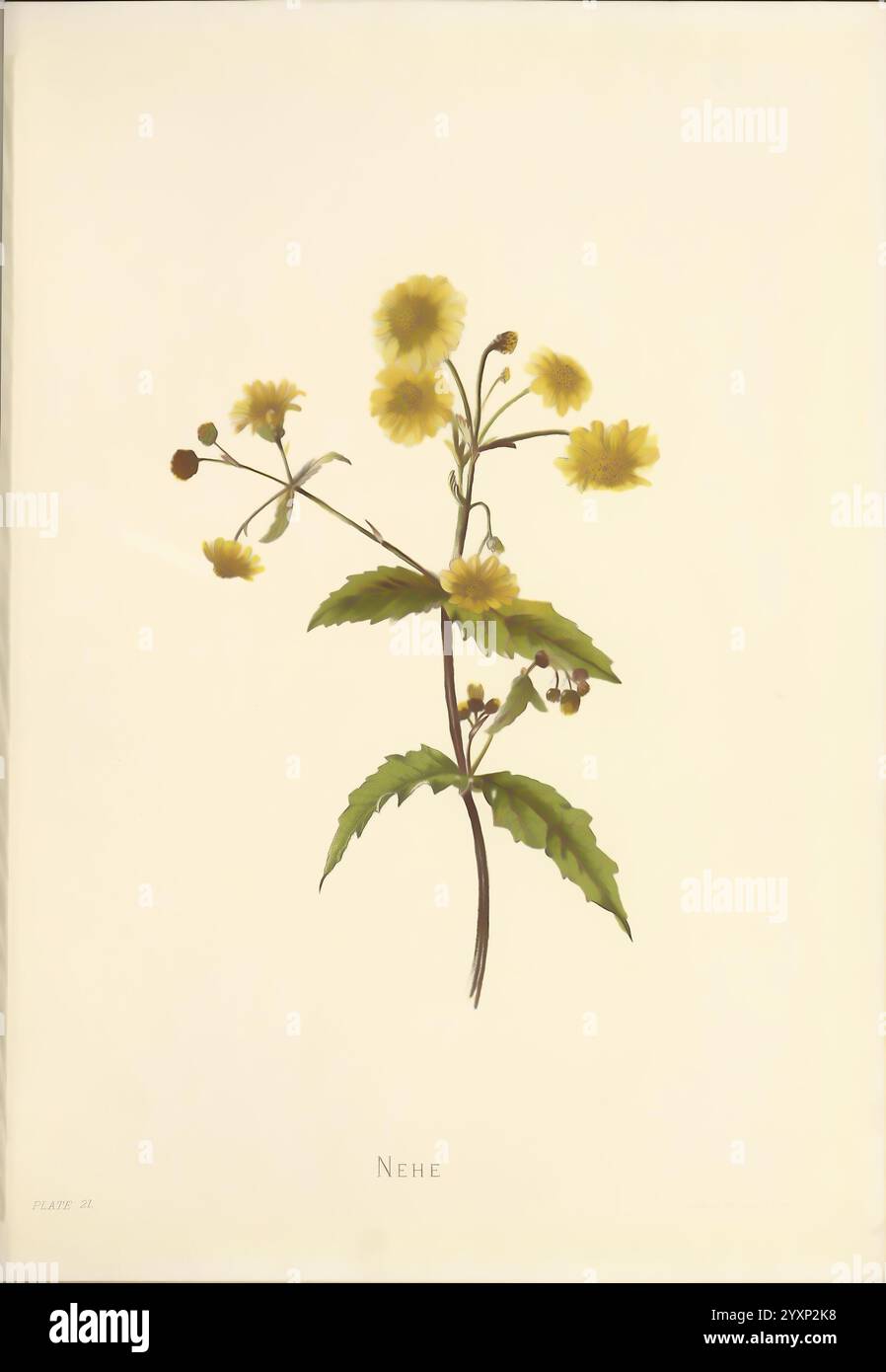 Indigenous flowers of the Hawaiian islands, London, Sampson Low ...