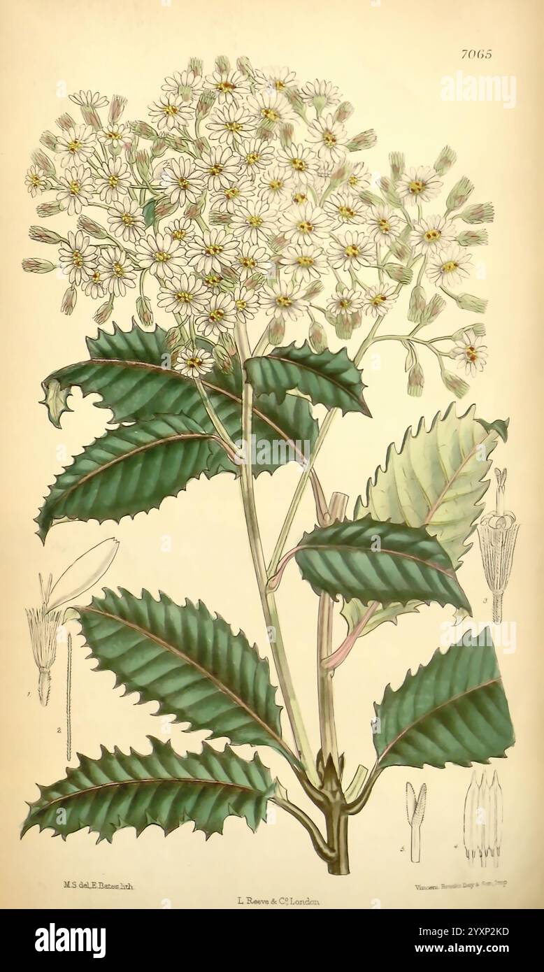 Curtis's Botanical Magazine. London, New York, botanical illustration ...