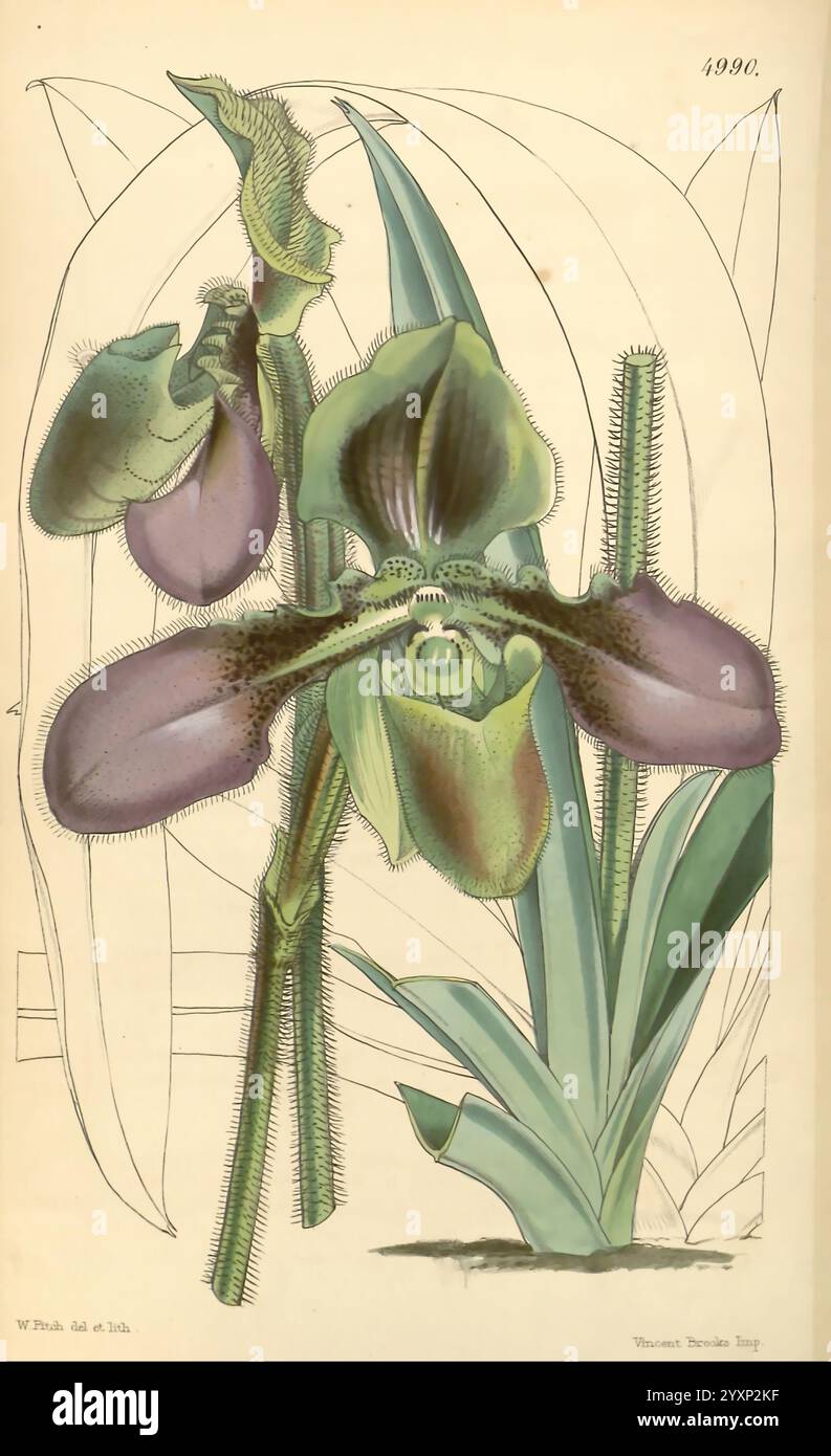 Central bloom features rich hi-res stock photography and images - Alamy