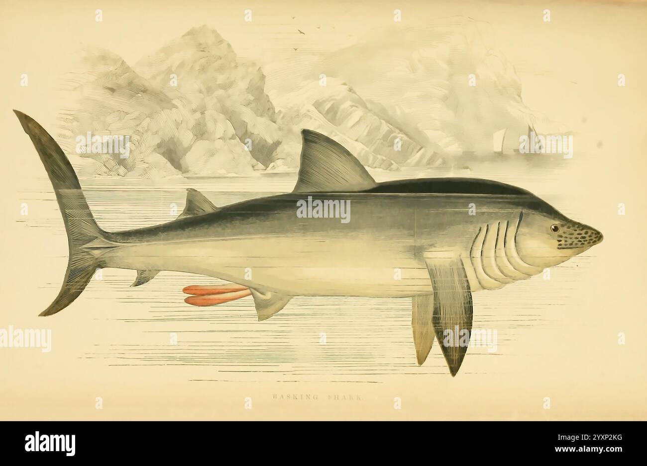 Shark features distinctive markings hi-res stock photography and images ...