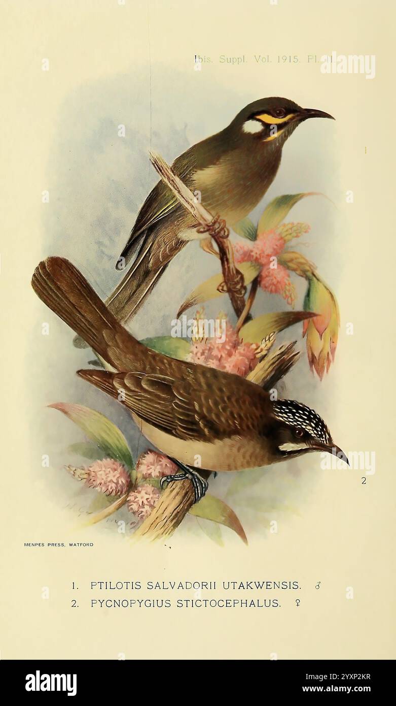 White elements amidst hi-res stock photography and images - Alamy