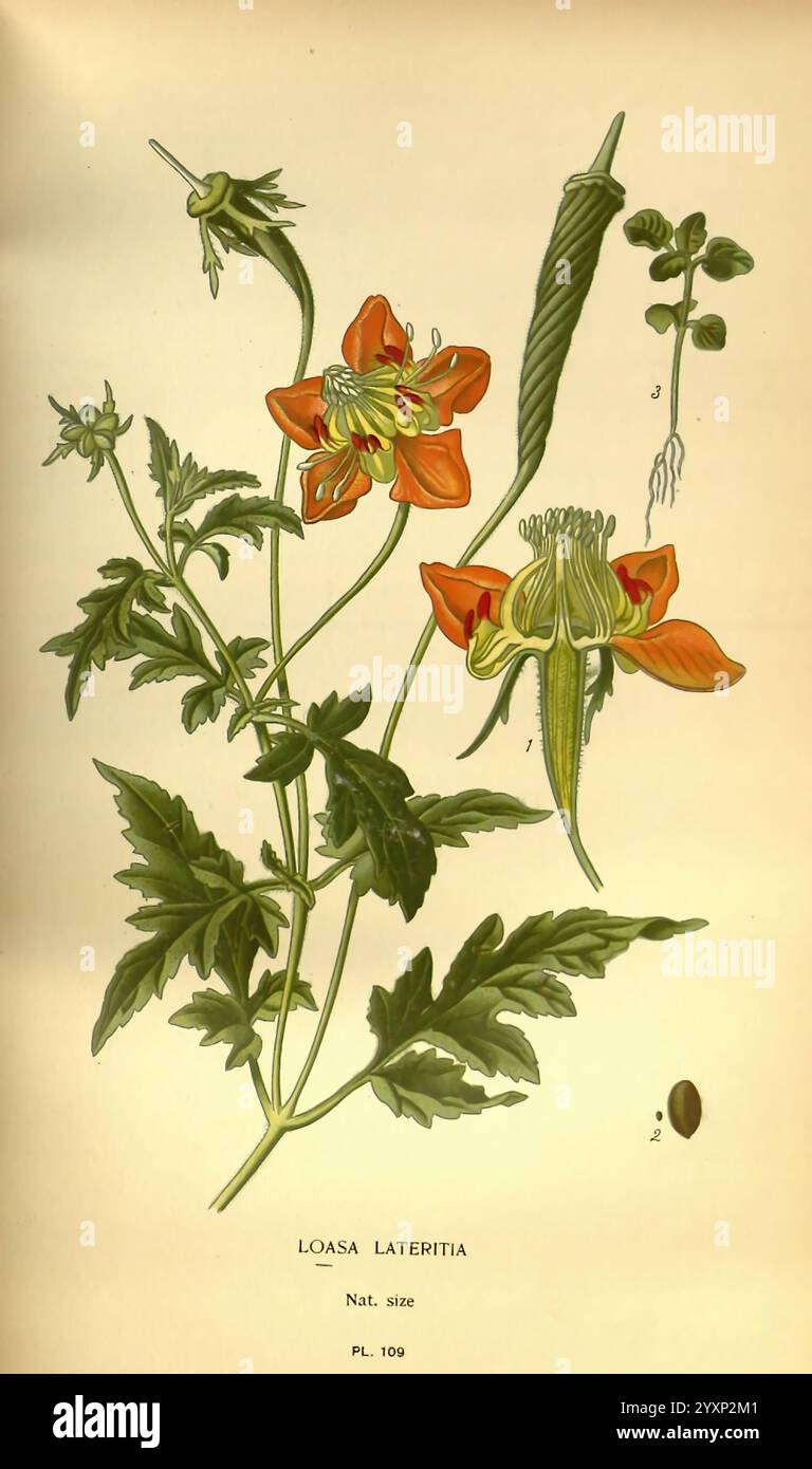 Favourite flowers of garden and greenhouse, London and New York ...