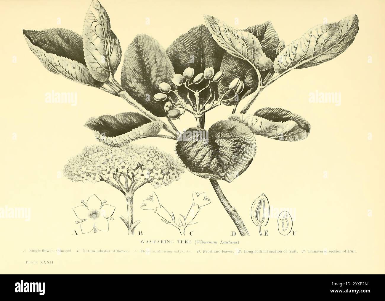 Trees and shrubs of the British Isles, London, Dent, 1909, botany ...