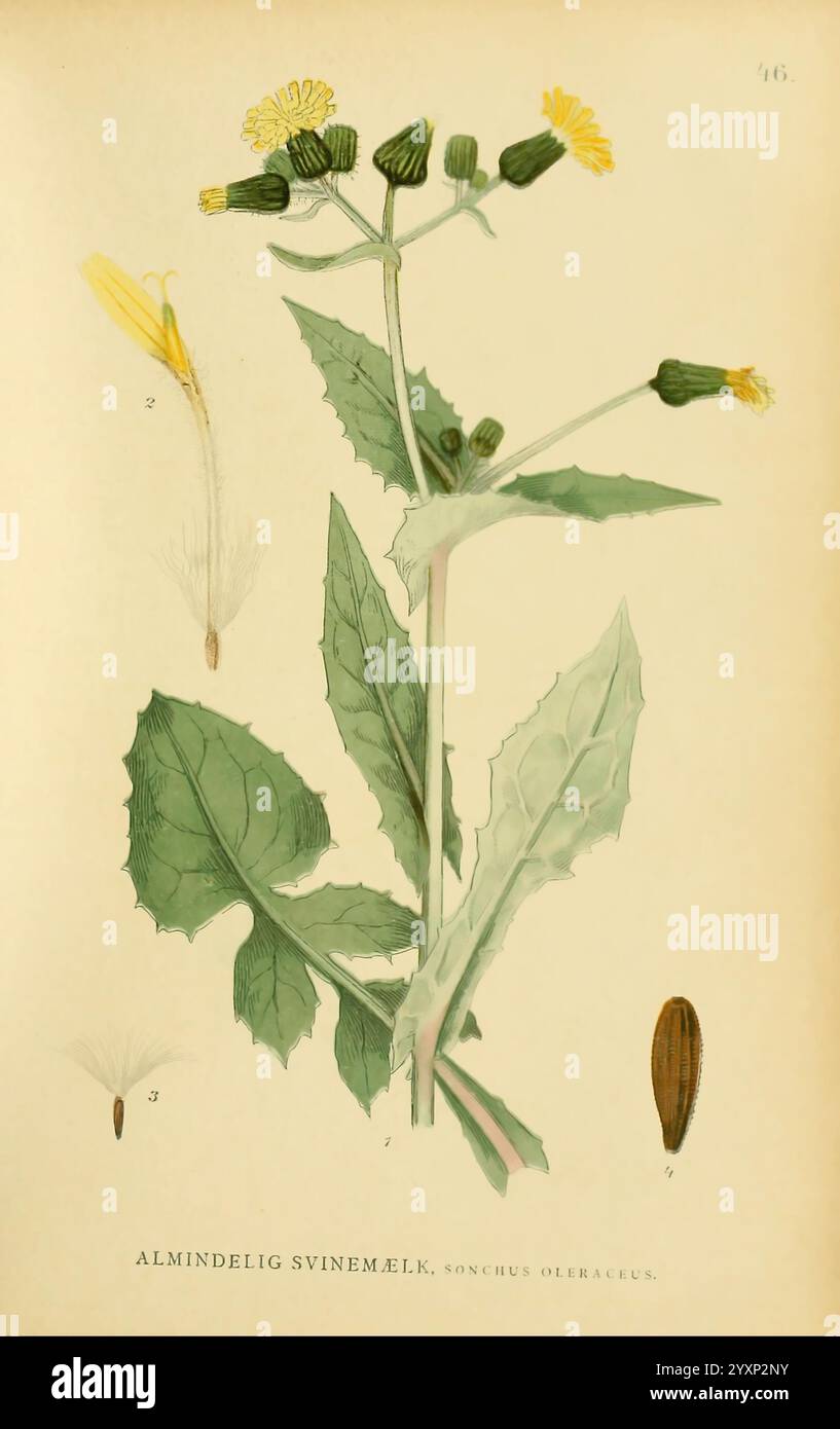 Billeder af Nordens flora, København, G.E.C. Gad, 1901-1903 [i.e. 1907 ...