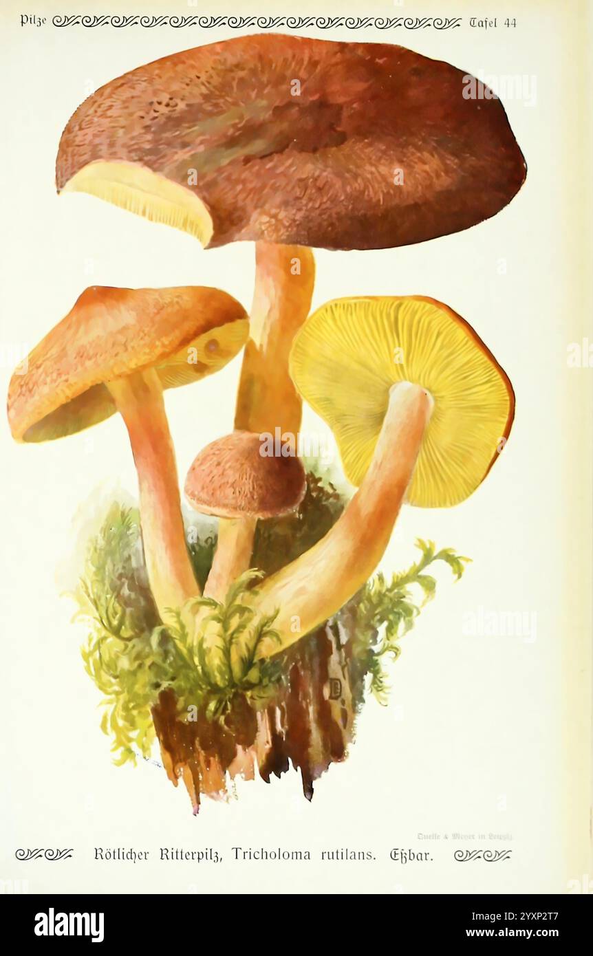 Larger mushroom displays hi-res stock photography and images - Alamy