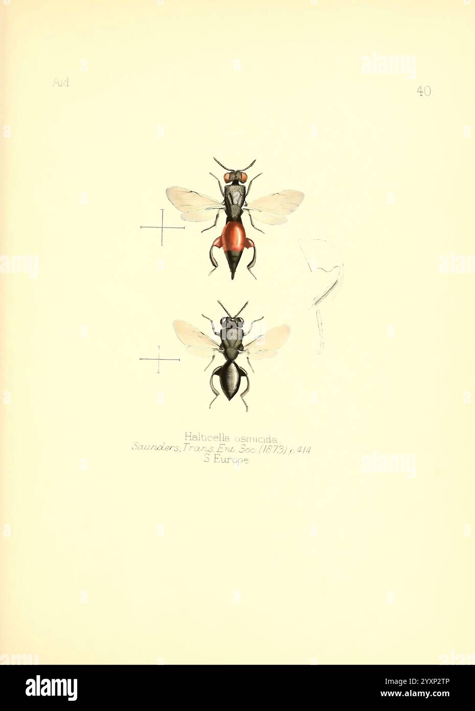 Bees body displays hi-res stock photography and images - Alamy