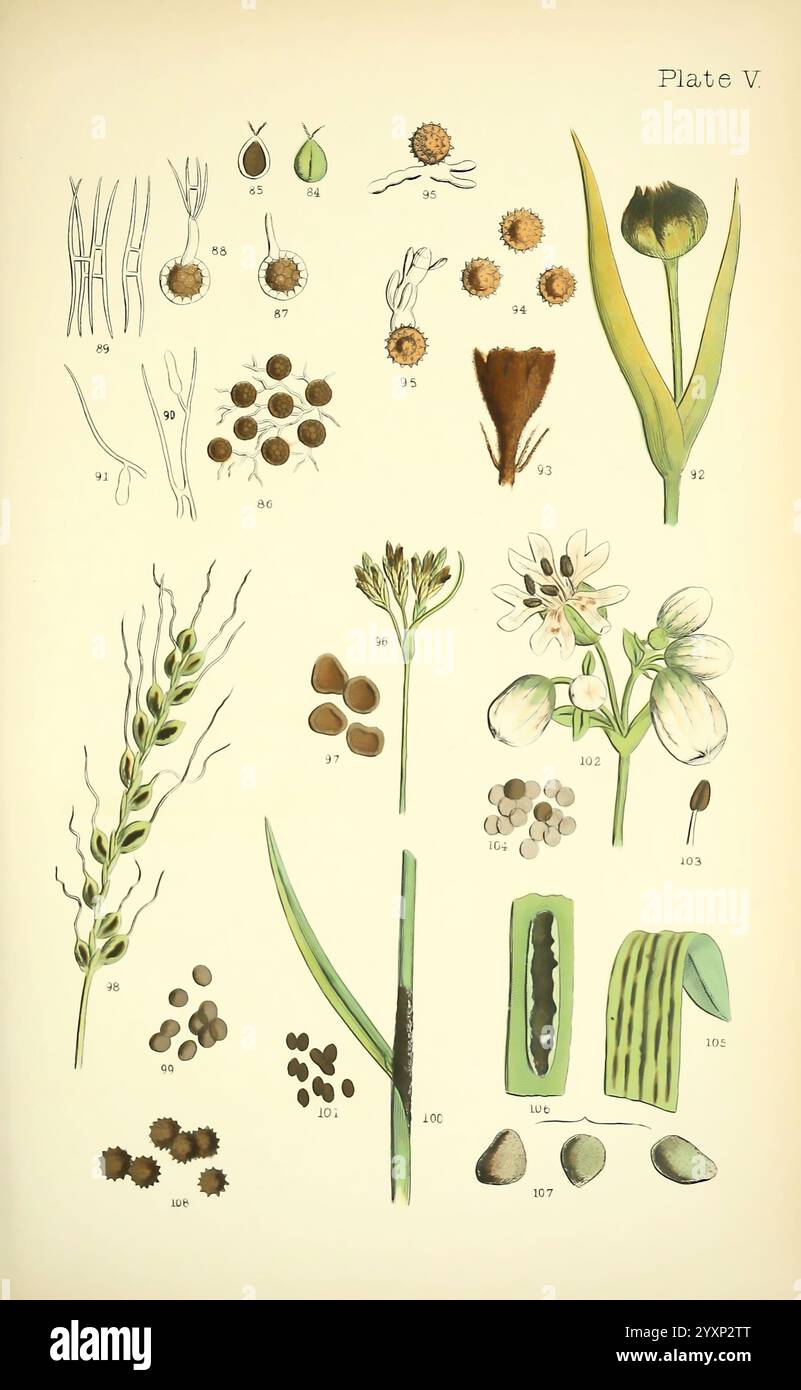 Rust, Smut, Mildew & Mould, London, W.H. Allen, 1898, Great Britain ...