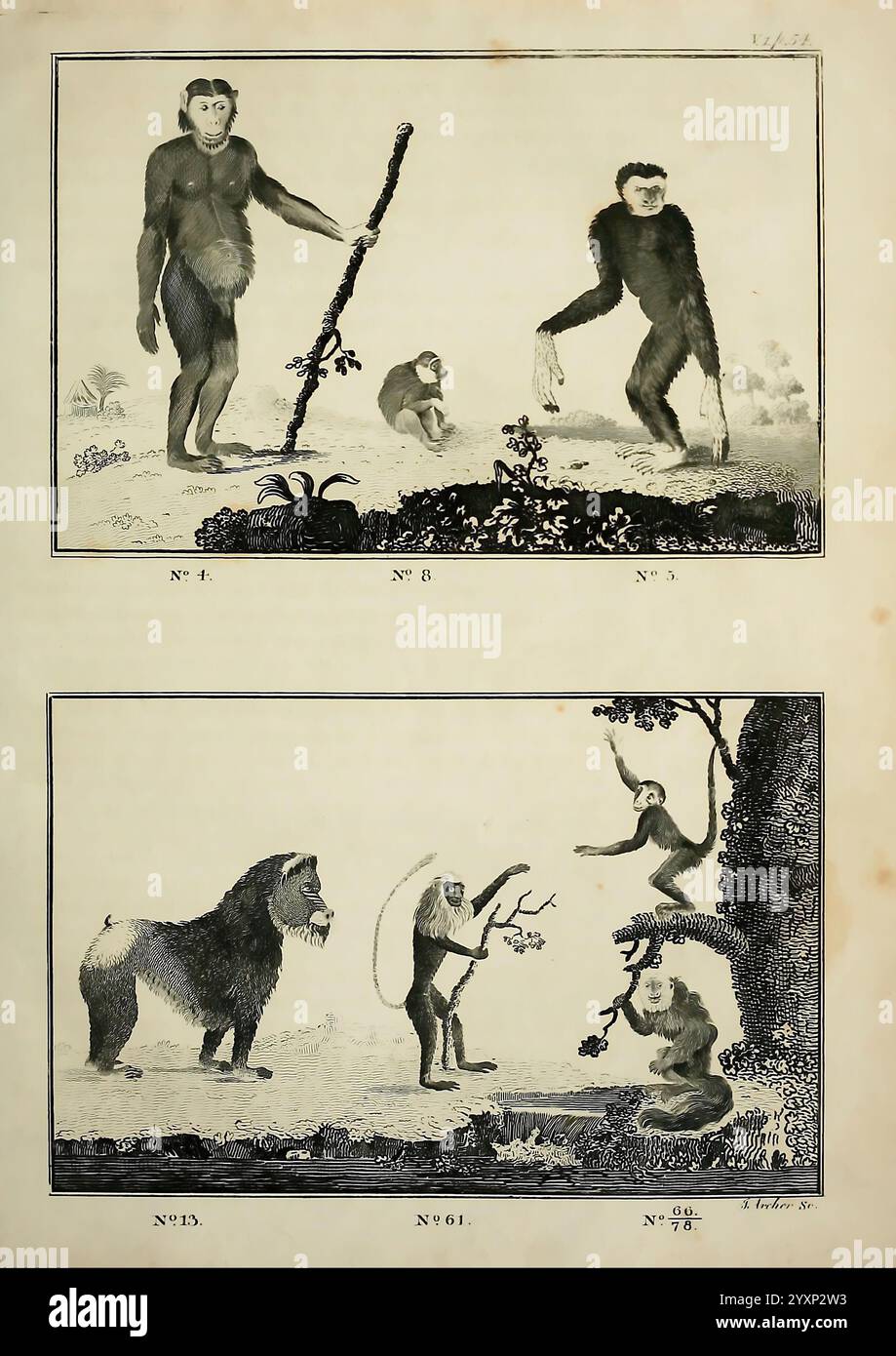 The, animal, kingdom, or zoological, system, of, the, celebrated, Sir ...