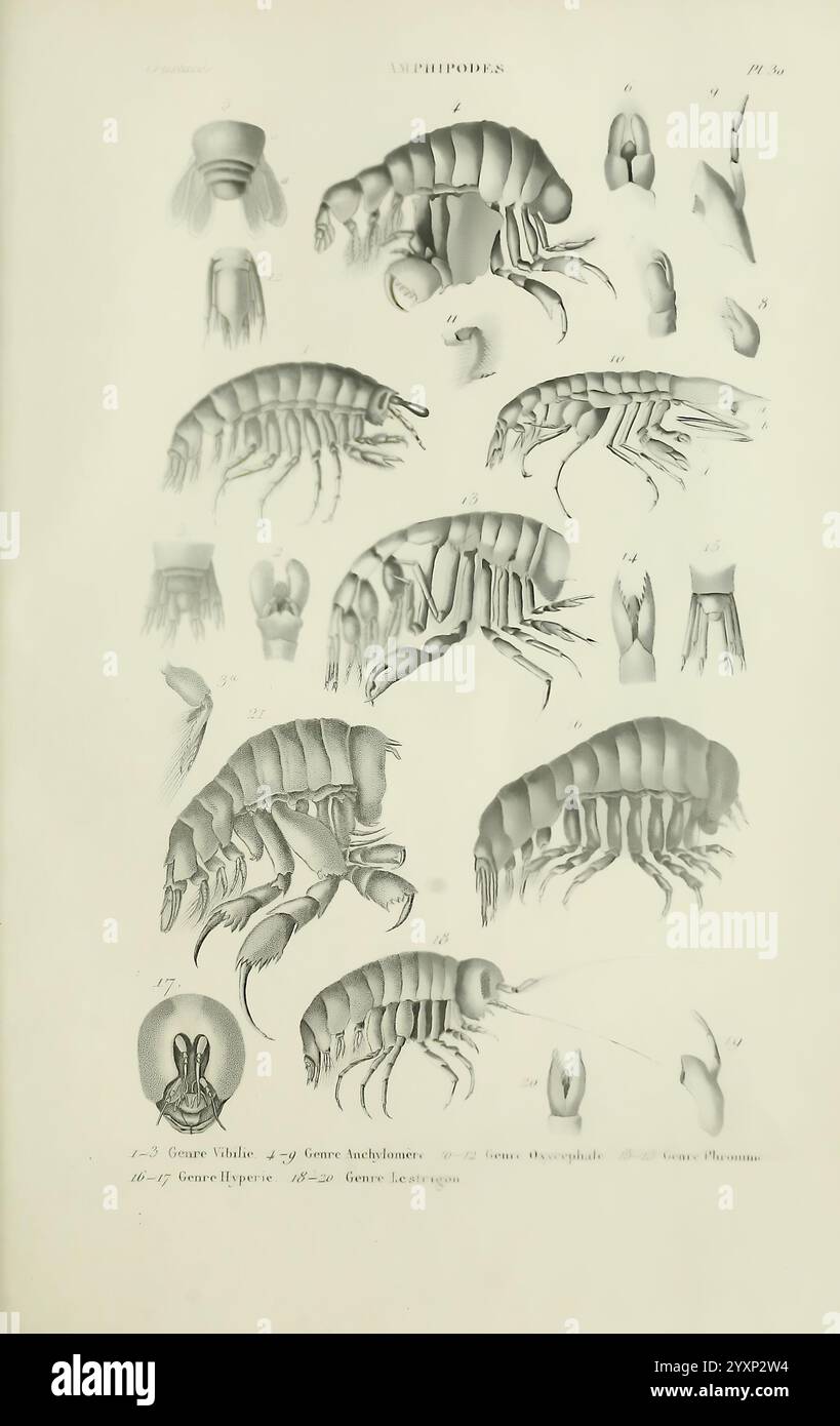 Various amphipod species hi-res stock photography and images - Alamy
