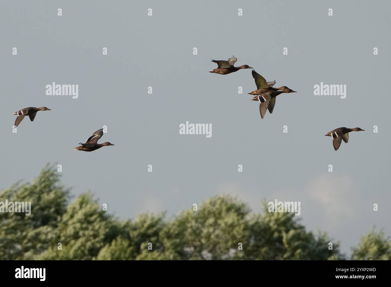 A flock of ducks fly in the sky, with some of them flying in a straight ...