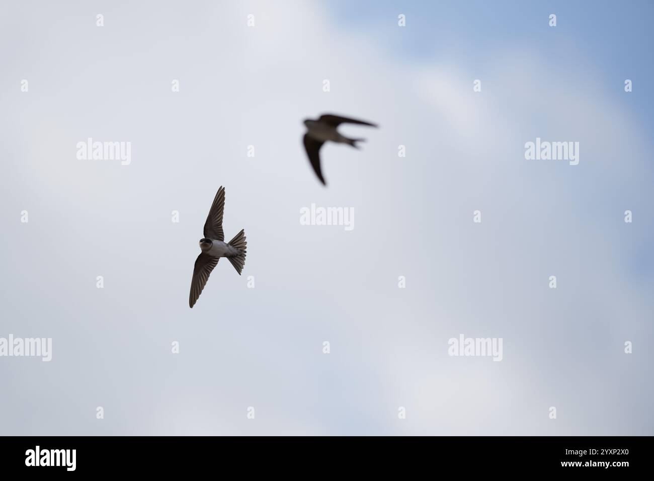 Two birds flying in the sky, one is a falcon and the other is a hawk ...