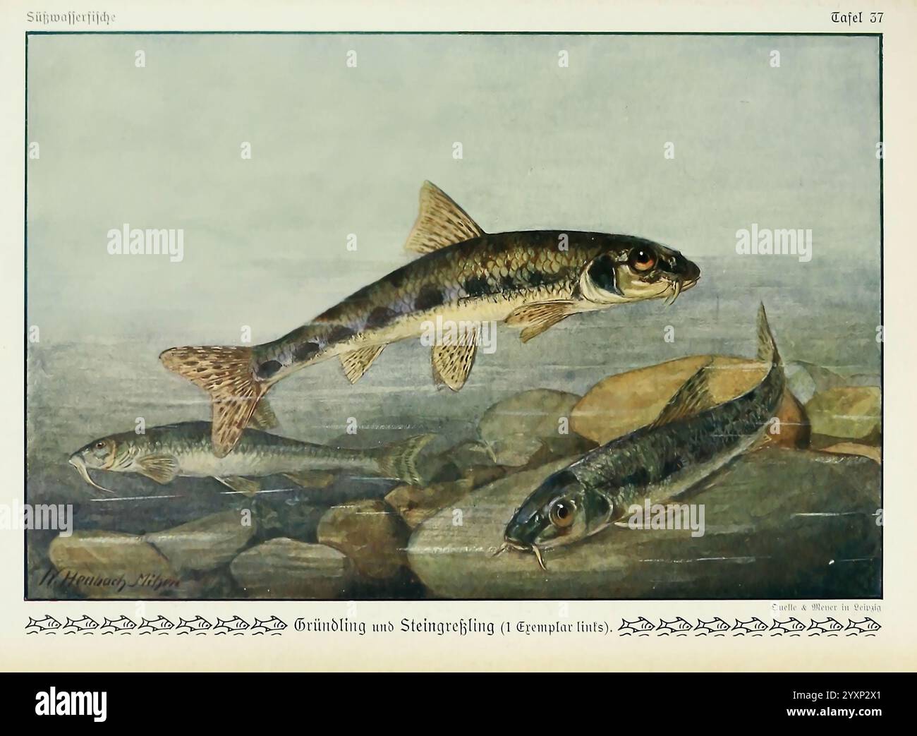 Trinomial gobio gobio gobio hi-res stock photography and images - Alamy