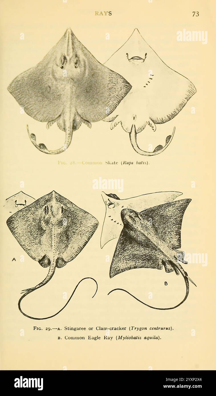 Stingray features hi-res stock photography and images - Alamy