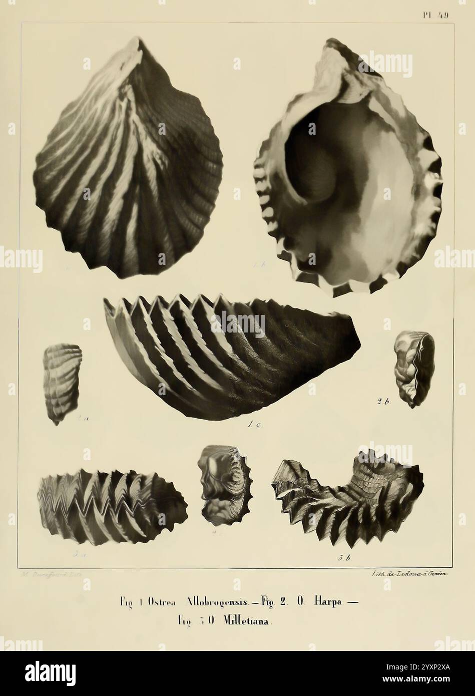 Allobrogensis species hi-res stock photography and images - Alamy