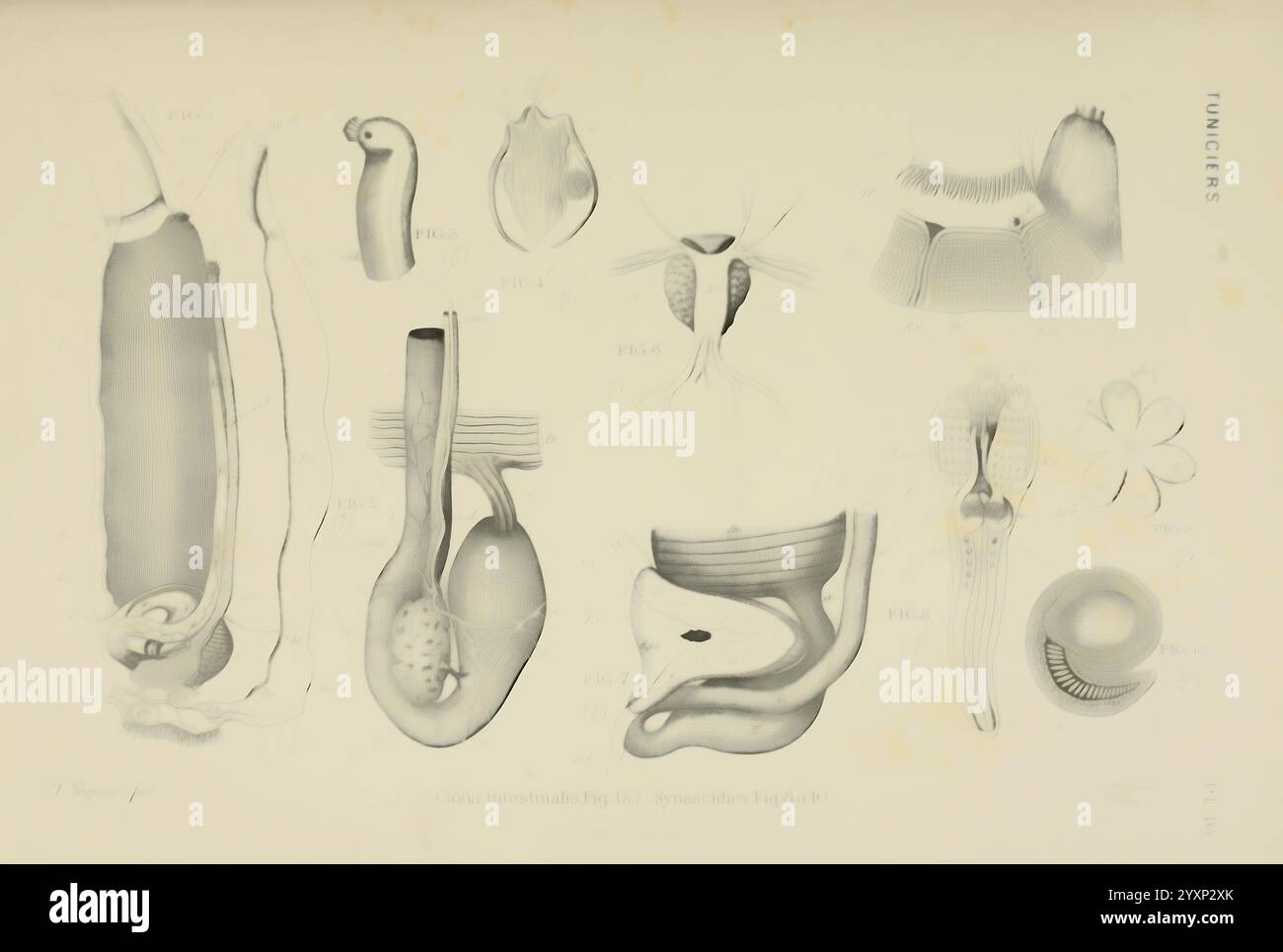 Atlas d'anatomie comparée des invertébrés Paris, Doin, 1890 anatomy ...