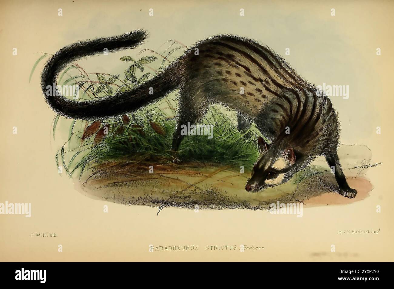 Paradoxurus sriculus hi-res stock photography and images - Alamy