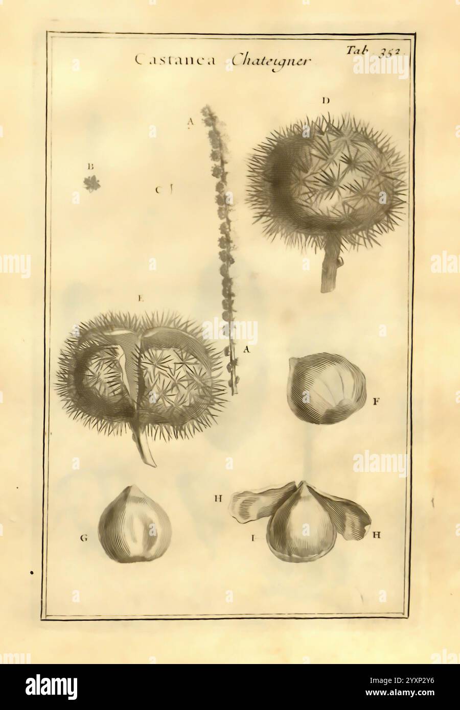 Green husks encase hi-res stock photography and images - Alamy