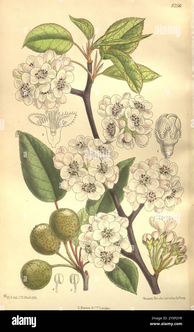 Curtis's Botanical Magazine. London, New York, botanical illustration ...
