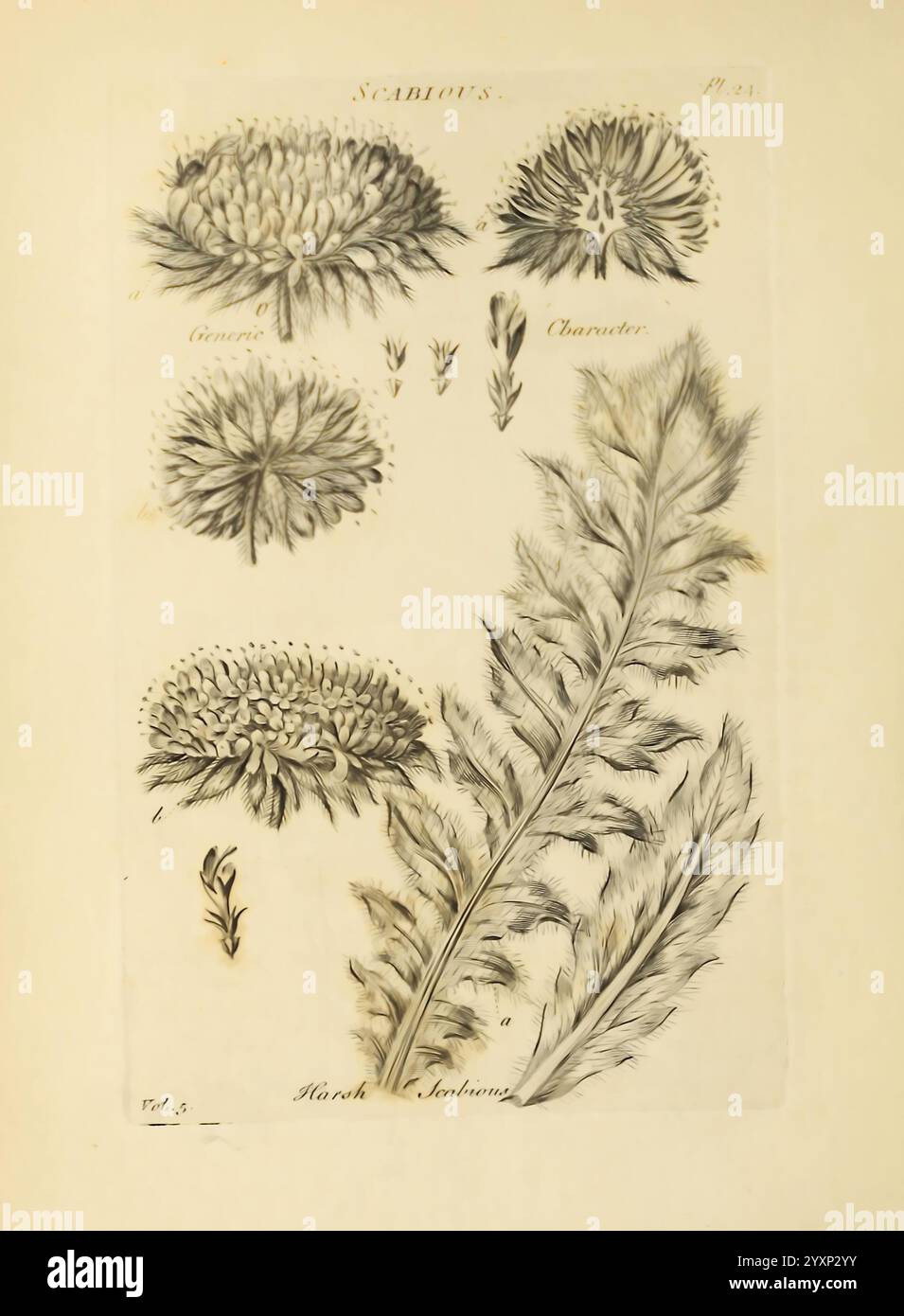 Section highlights distinct shapes hi-res stock photography and images ...