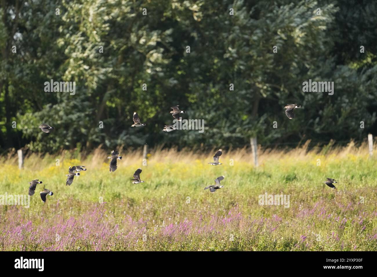 A flock of birds flying over a field of flowers. The birds are in ...
