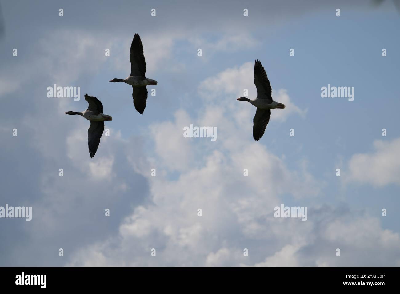 Three birds flying in the sky. The sky is cloudy and the birds are ...