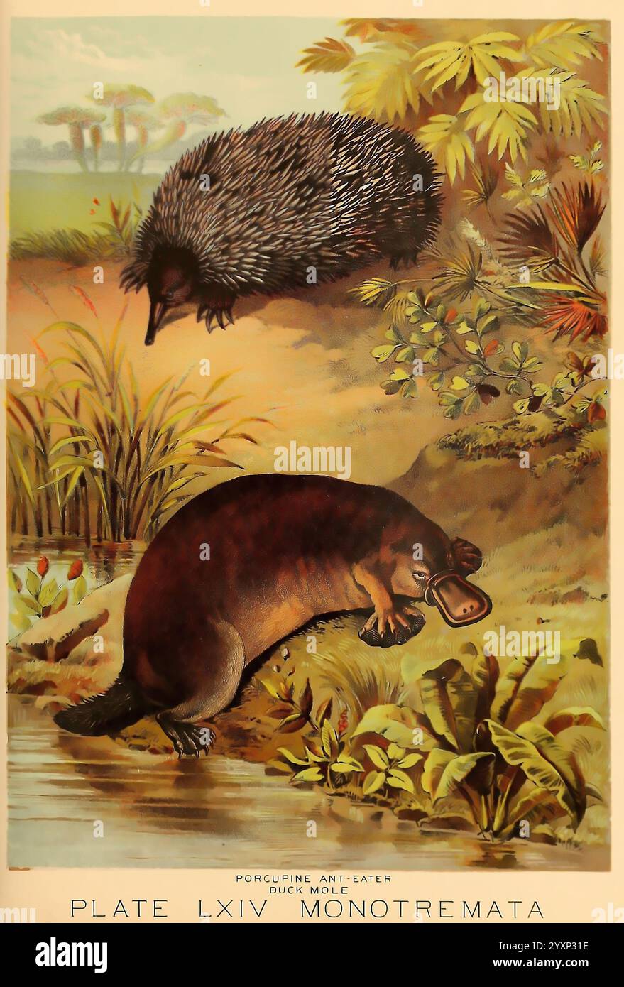 Johnson's household book of nature, New York, H.J. Johnson, 1880 ...